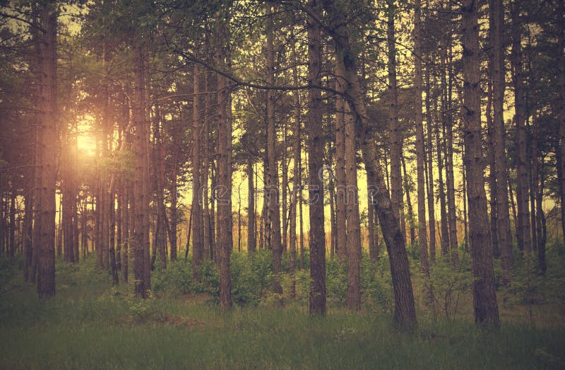 Dramatic Photo of a Forest Scene Stock Image - Image of tree, forest ...