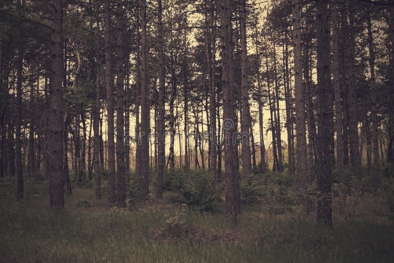 Dramatic Photo of a Forest Scene Stock Image - Image of landscape, mood ...