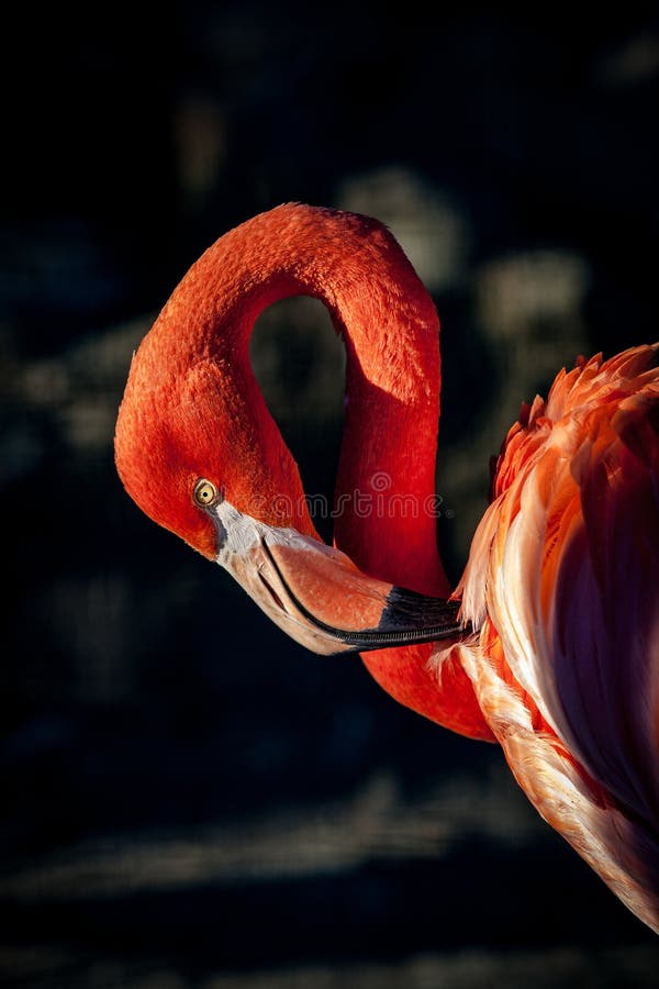 Dramatic Pink Flamingo stock photo. Image of avian, flamingo - 303803884