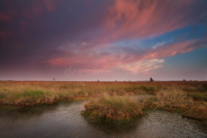 Dramatic Pink Sunset Over Swamp Stock Photo - Image of season, scenery ...