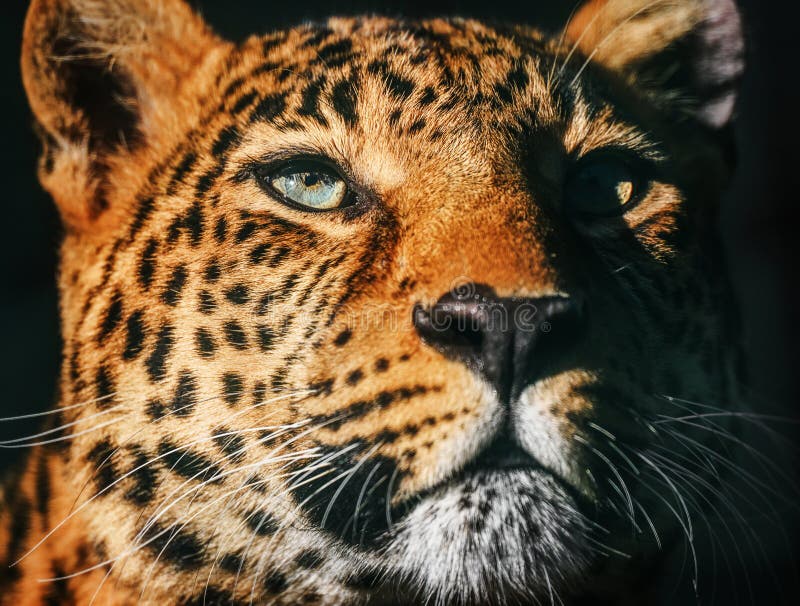 Dramatic Portrait of a Leopard Illuminated by Striking Light ...