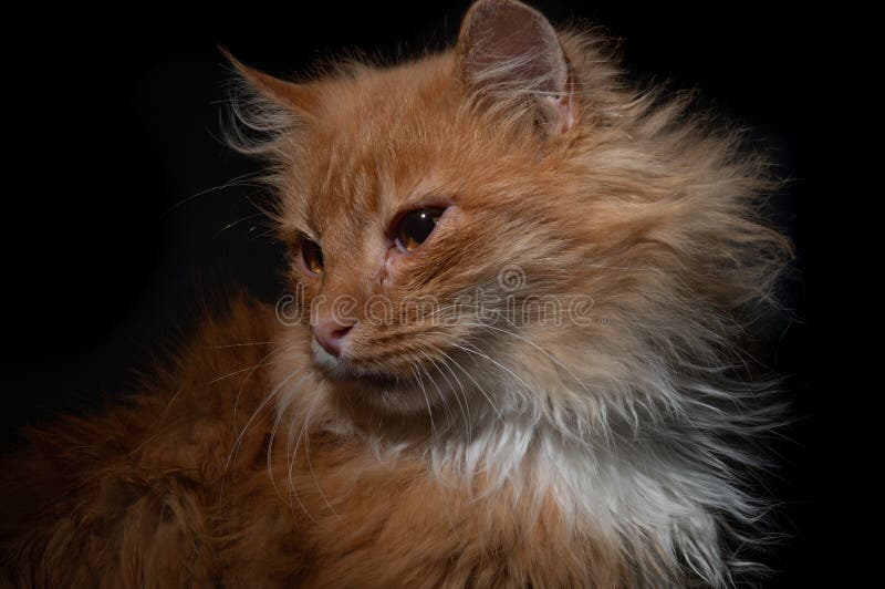 Dramatic Portrait of a Dog on Black Background. Cute Brown Dog Over ...