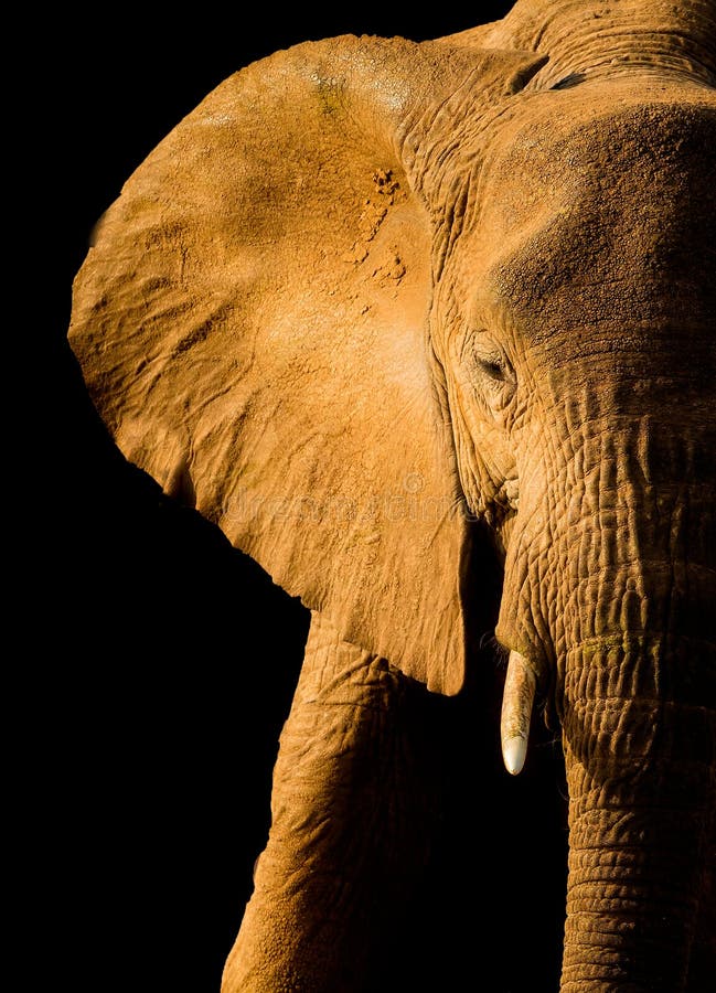 Dramatic Profile of African Elephant in Kenya Stock Photo - Image of ...