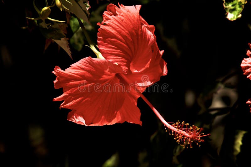 Dramatic Red Hibiscus Flower in Bloom Stock Photo - Image of nature ...