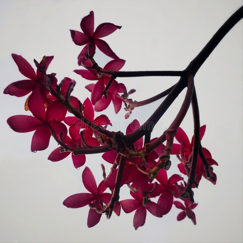 Dramatic Red Plumeria Flower Isolated on Back Light Stock Illustration ...