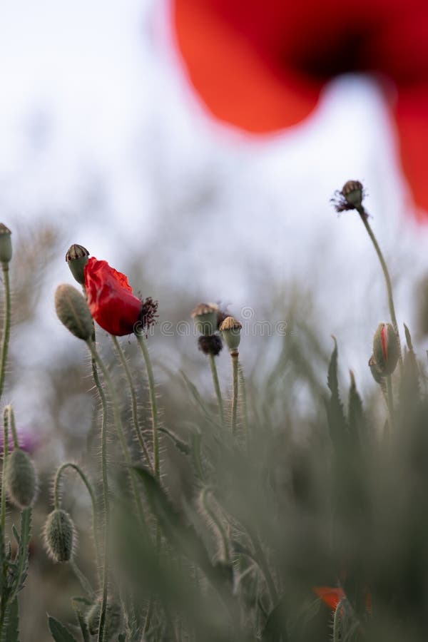 Dramatic Red Poppy Emerging in Soft Focus Stock Image - Image of petal ...