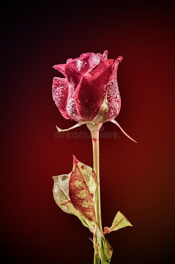 Dramatic a red rose stock photo. Image of anniversary - 59428720