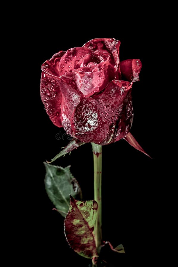 Dramatic a red rose stock image. Image of candy, glass - 59428763