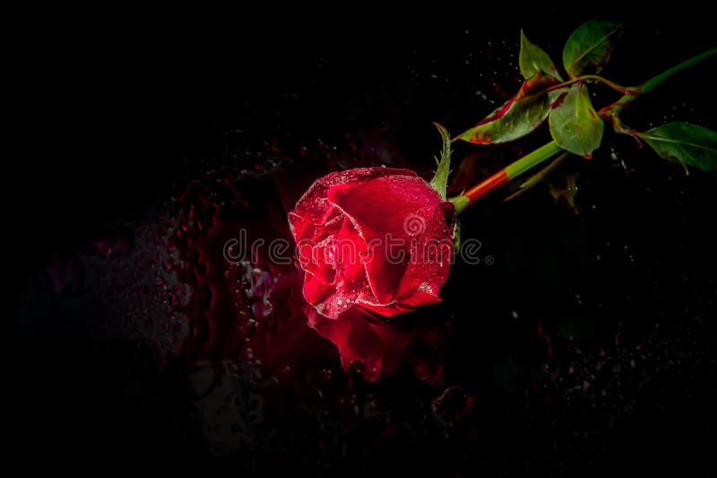 Dramatic red rose stock photo. Image of drama, natural - 46227914