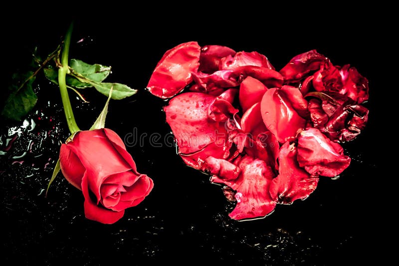 Dramatic a red rose stock photo. Image of couple, anniversary - 59448412
