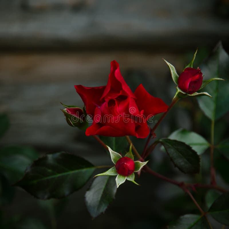 Dramatic red rose stock photo. Image of tone, copyspace - 75869666