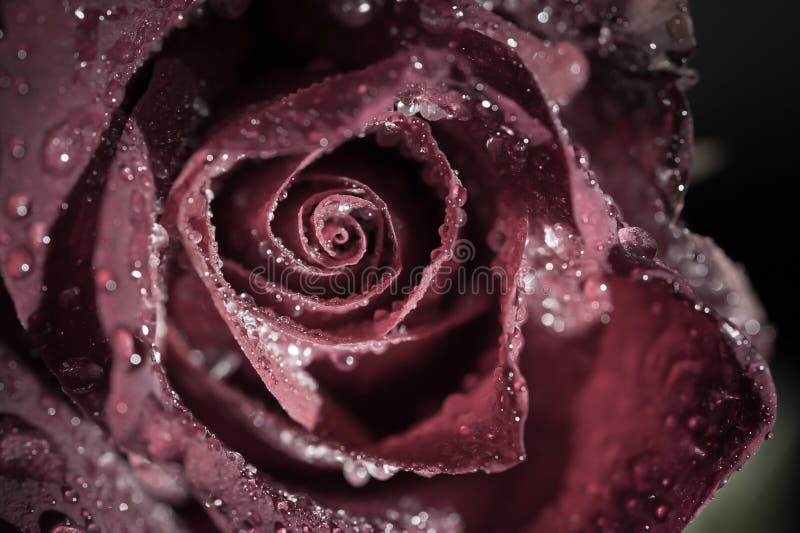 Dramatic a red rose stock photo. Image of champagne, anniversary - 59430938