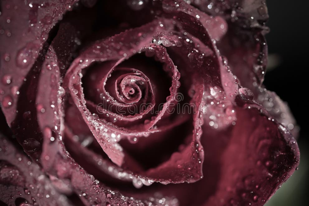 Dramatic a red rose stock photo. Image of champagne, anniversary - 59430938