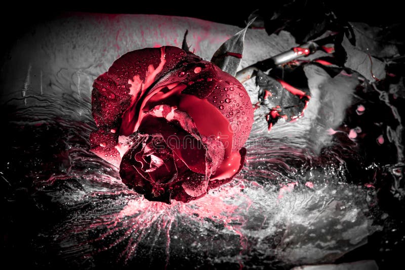 Dramatic red rose stock photo. Image of drama, natural - 46227914