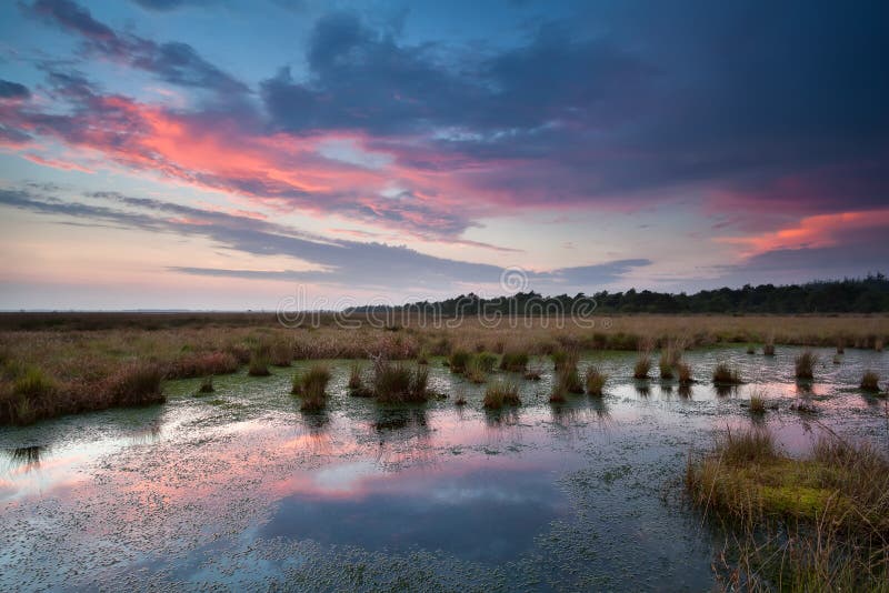 Dramatic Red Sunset Over Bog Stock Image - Image of water, forest: 34342611