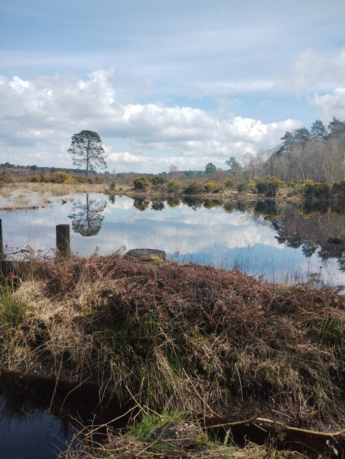Dramatic Reflections on Heathland Floodwaters, with a Bright Blue ...