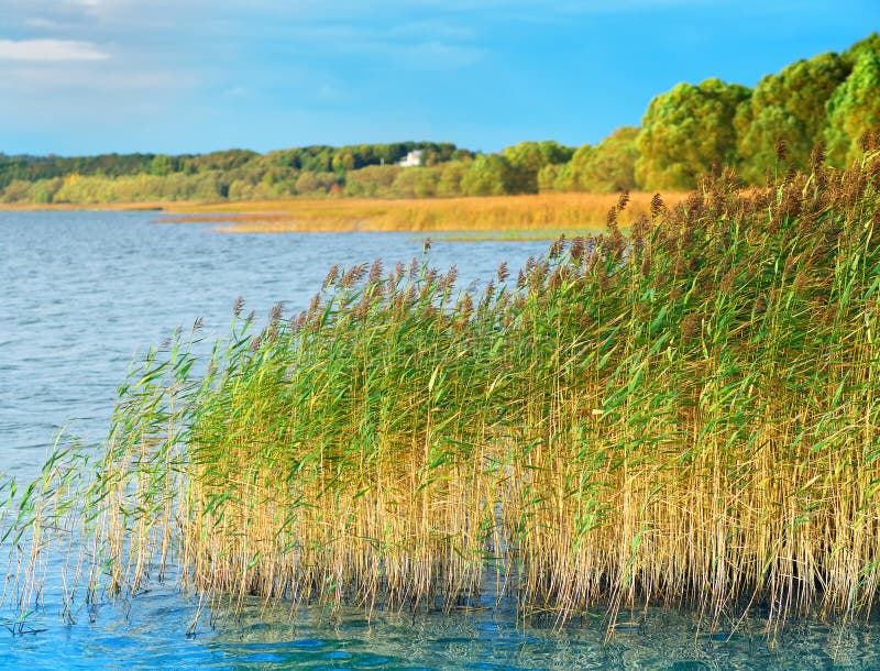 River Backwater with Dried Trees Stock Image - Image of greenery, save ...
