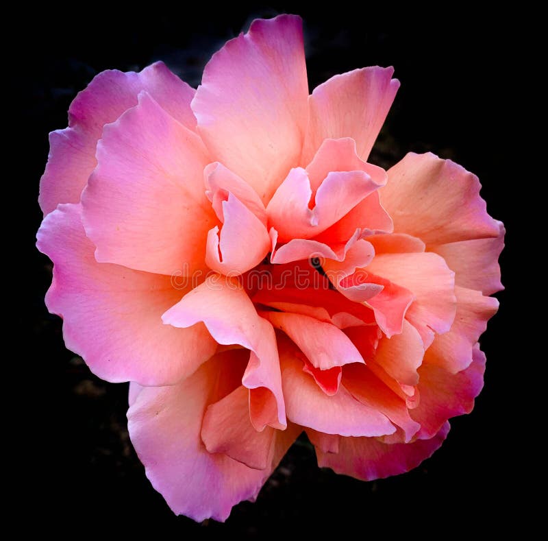 Dramatic Pink Rose on Black Background Stock Image - Image of dramatic ...