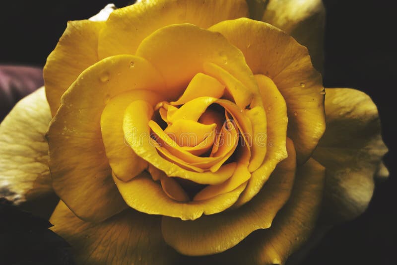 Dramatic rose stock image. Image of forest, petal, pretty - 174518087