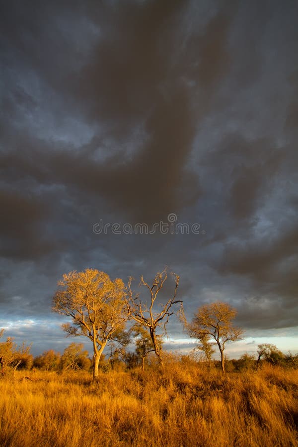 Dramatic scene stock image. Image of africa, bark, trees - 22418173