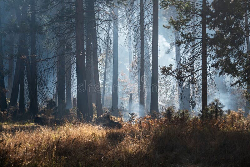 Dramatic Scene of a Glowing Sun Shining through a Rising Smoke in a ...