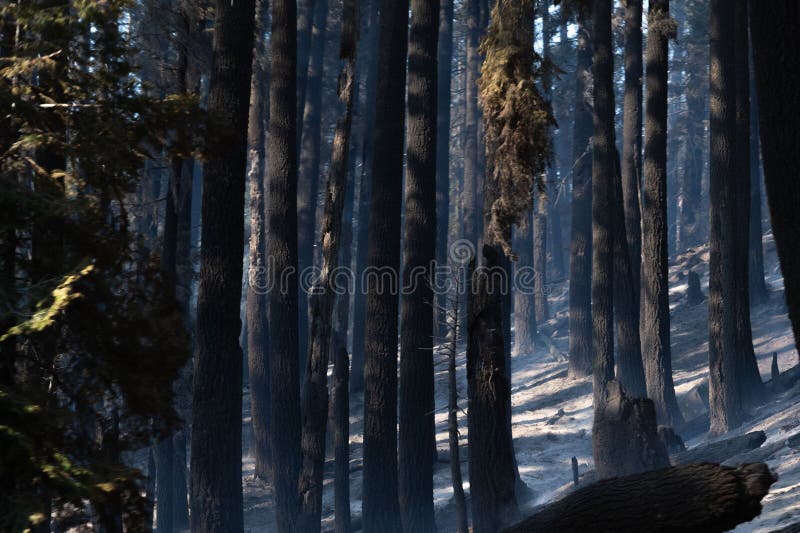 Dramatic Scene of a Glowing Sun Shining through a Rising Smoke in a ...