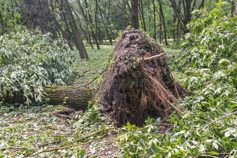 Dramatic Scene Massive Tree Uprooted, Devastating Forest Landscape ...
