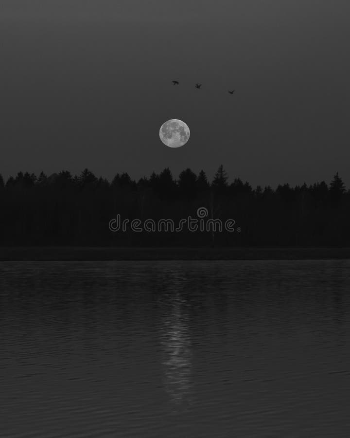 Dramatic Scenery of a Night Landscape with a Forest and the Moon ...