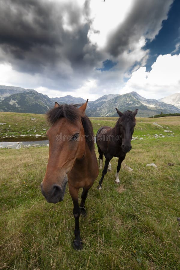 Dramatic Scenery in the Alps, with Stormy Cloudscape and Wild Horses ...