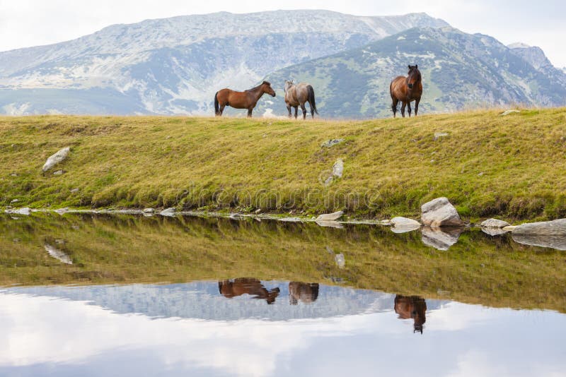 Dramatic Scenery in the Alps, with Stormy Cloudscape and Wild Horses ...