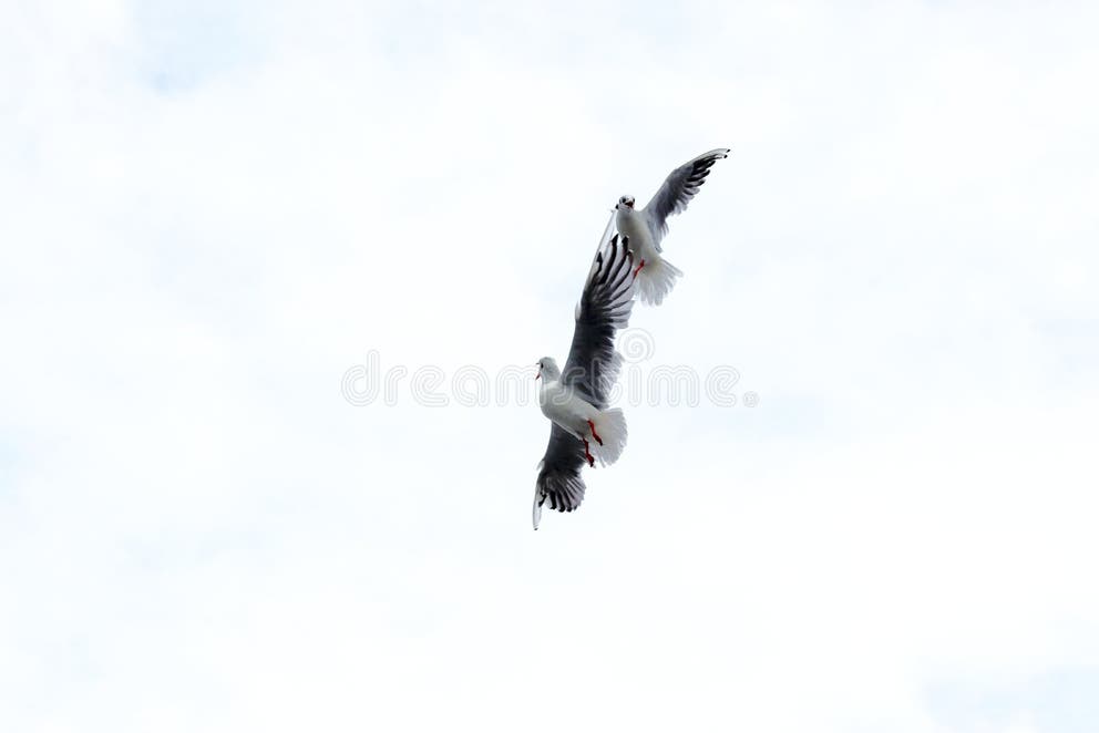 Dramatic Seagull Fight in a Sky Stock Image - Image of clouds, focus ...