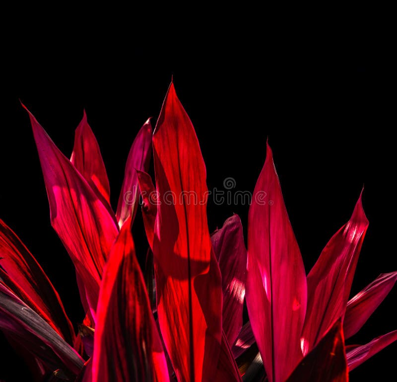 Dramatic Sharp Red Leaves on Black Background Stock Photo - Image of ...