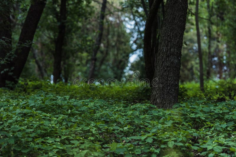 Dramatic Shot of Beautiful Forest with Ground Covered Stock Image ...