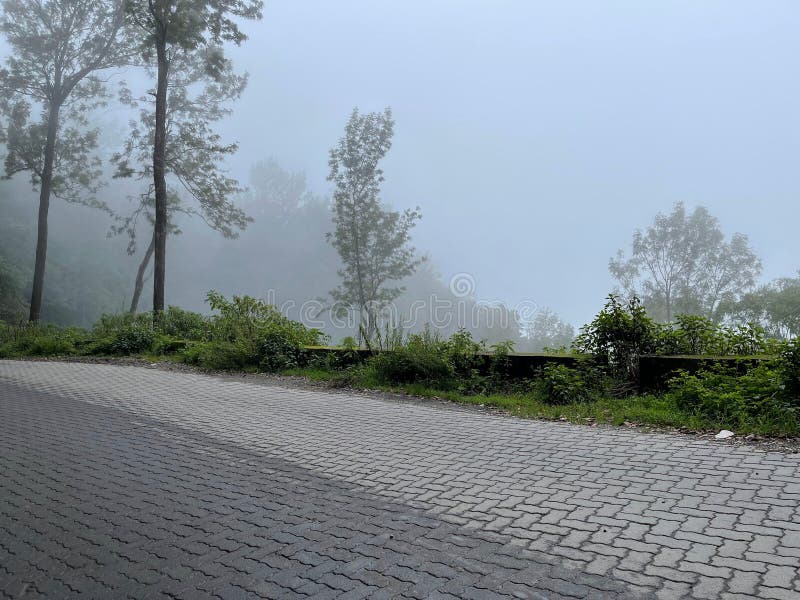 Dramatic Shot of Trees during a Stormy Weather Stock Image - Image of ...