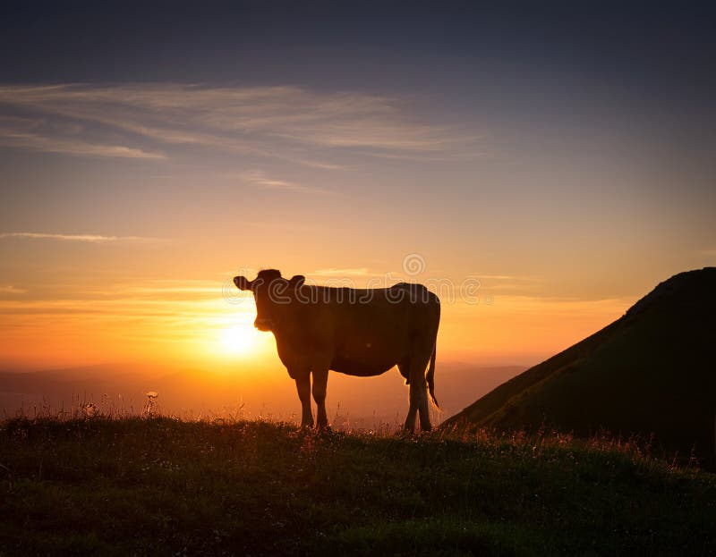 Dramatic Silhouette of a Cow Standing on a Hill during Sunset Stock ...