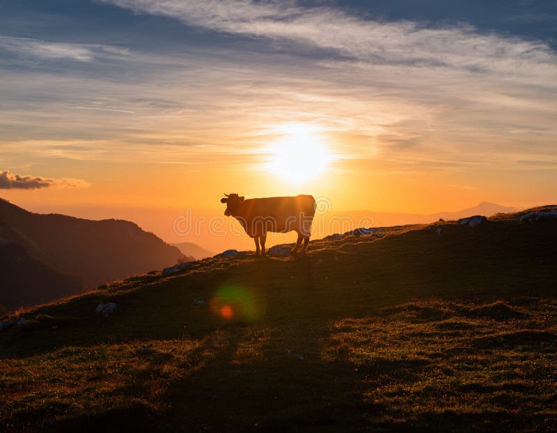 Dramatic Silhouette of a Cow Standing on a Hill during Sunset Stock ...