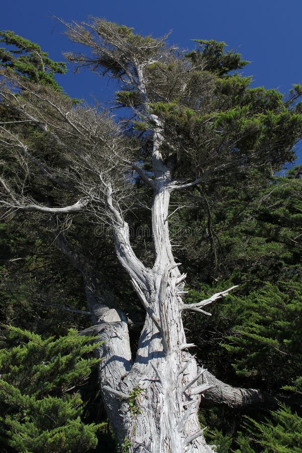 Dramatic Silver trees stock photo. Image of grey, conifer - 58783976