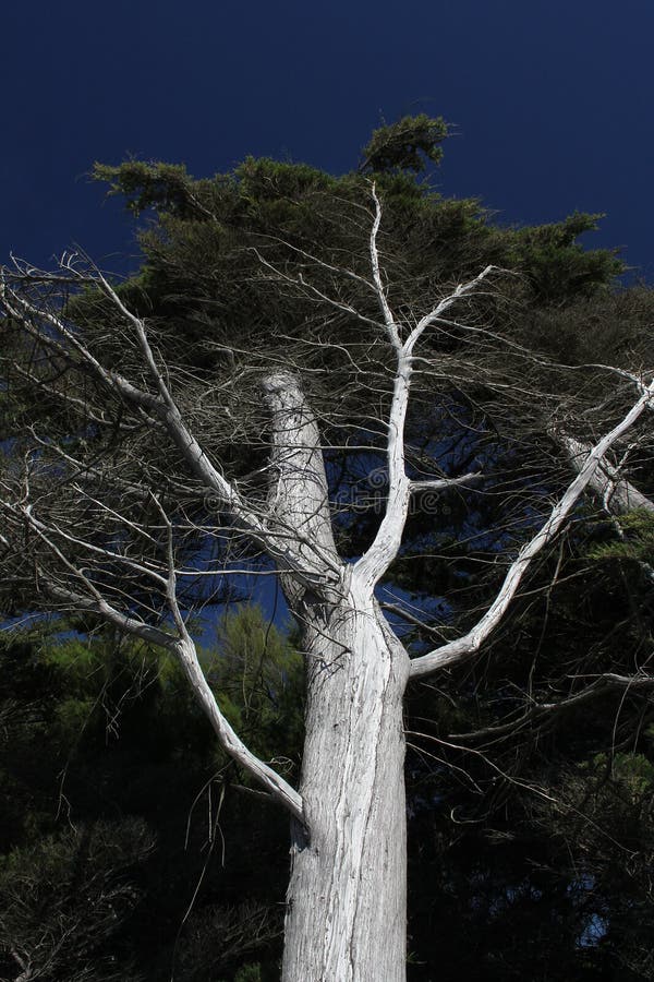 Dramatic Silver trees stock photo. Image of gray, outdoor - 58784118