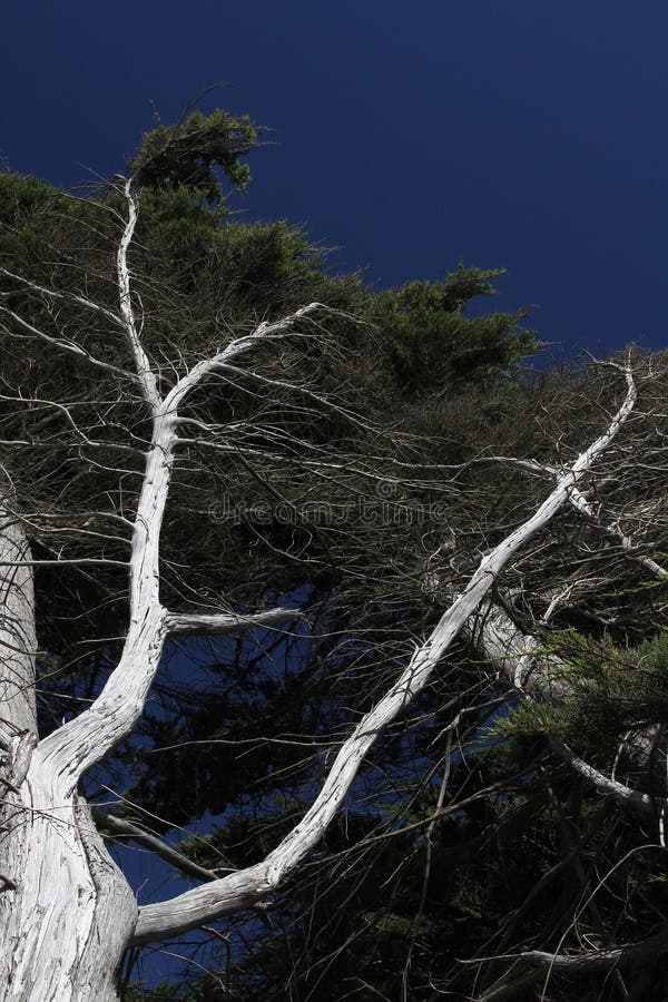 Dramatic Silver trees stock image. Image of bright, conifer - 58784175