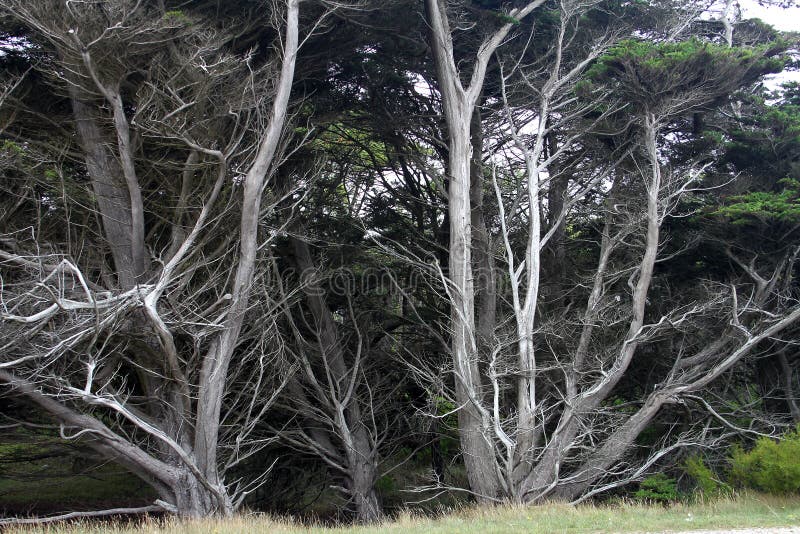 Row of Silver Ash trees stock image. Image of europe - 35381035