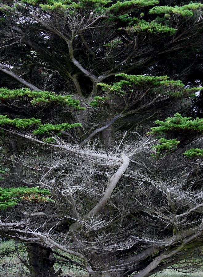 Row of Silver Ash trees stock image. Image of europe - 35381035