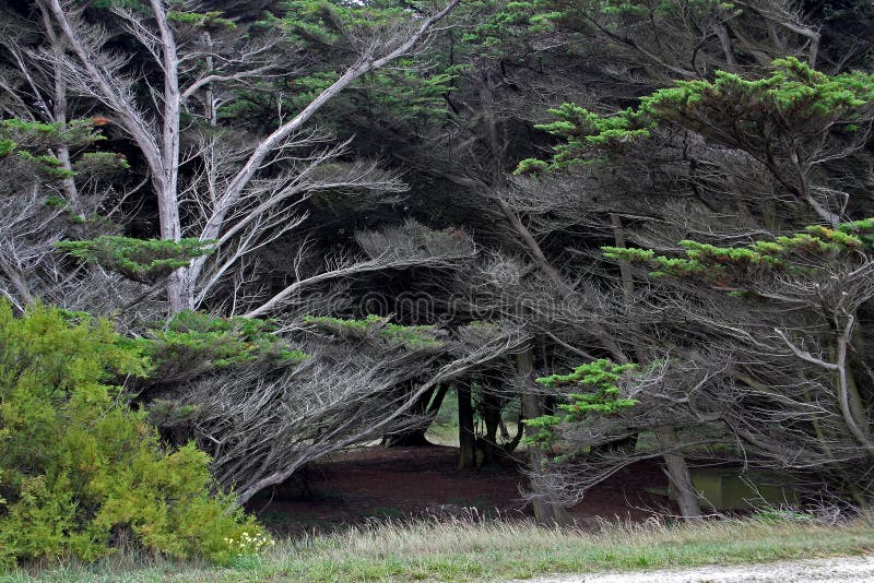 Row of Silver Ash trees stock image. Image of europe - 35381035