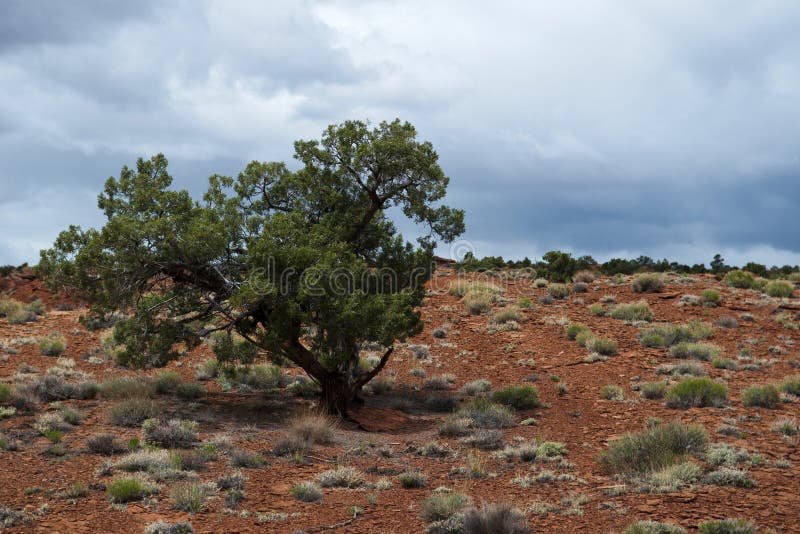 Desert deadwood stock image. Image of remains, beautiful - 8764917