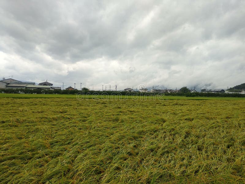 A Dramatic Sky in the Farm stock photo. Image of dramatic - 157105388