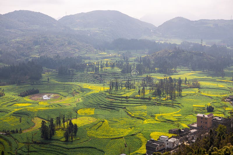 Dramatic Sky Over the Canola Fields Circular Terraces in Luoping ...