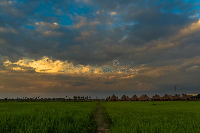 Footpath in Rice Fields of Cambodian Countryside Stock Image - Image of ...