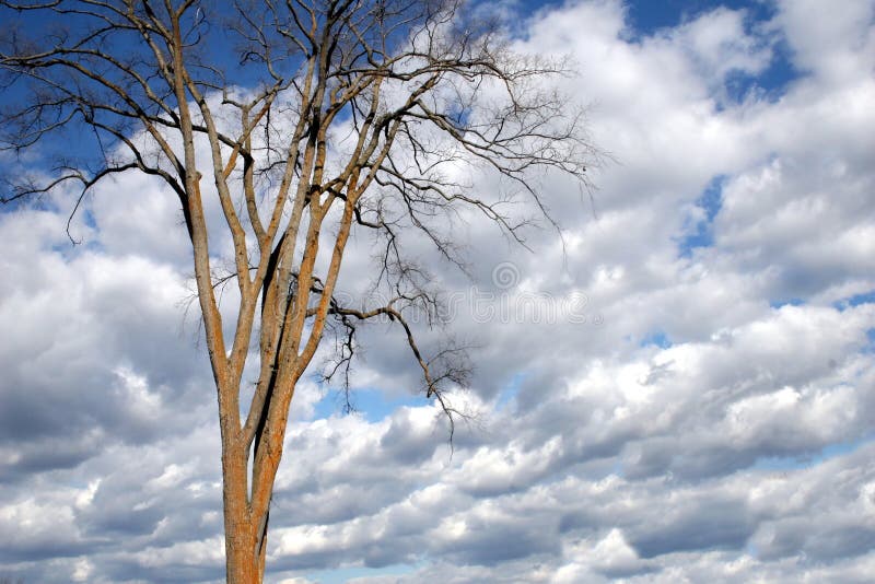 Sunrise, Sky, Tree, Phenomenon Picture. Image: 102642341