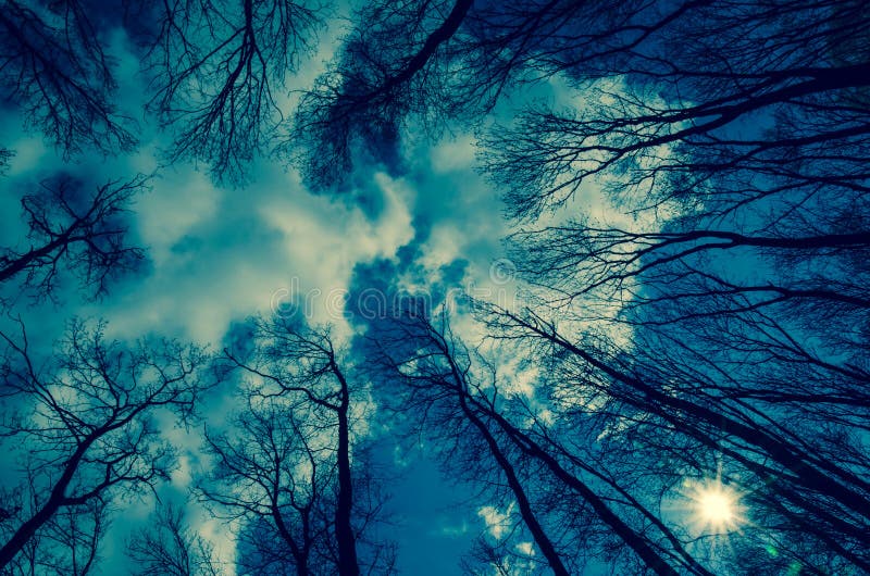 Dramatic sky tree-tops stock photo. Image of spooky, dramatic - 53155096