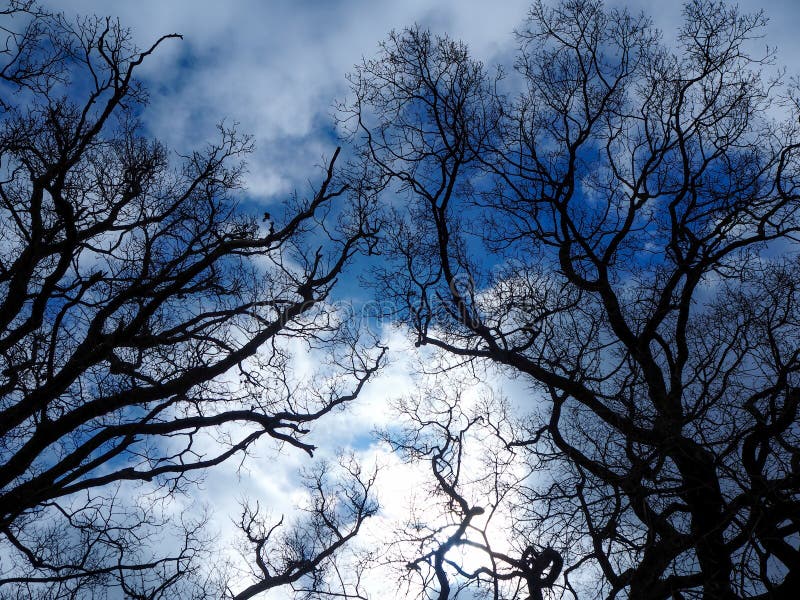 Dramatic Sky and Trees Just before a Storm Stock Image - Image of ...