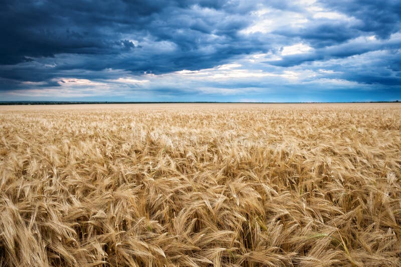 Dramatic Sky on Wheaten Field Stock Image - Image of clear, background ...